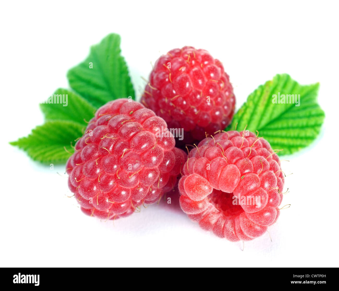 Mature raspberries Cut Out Stock Images & Pictures - Alamy