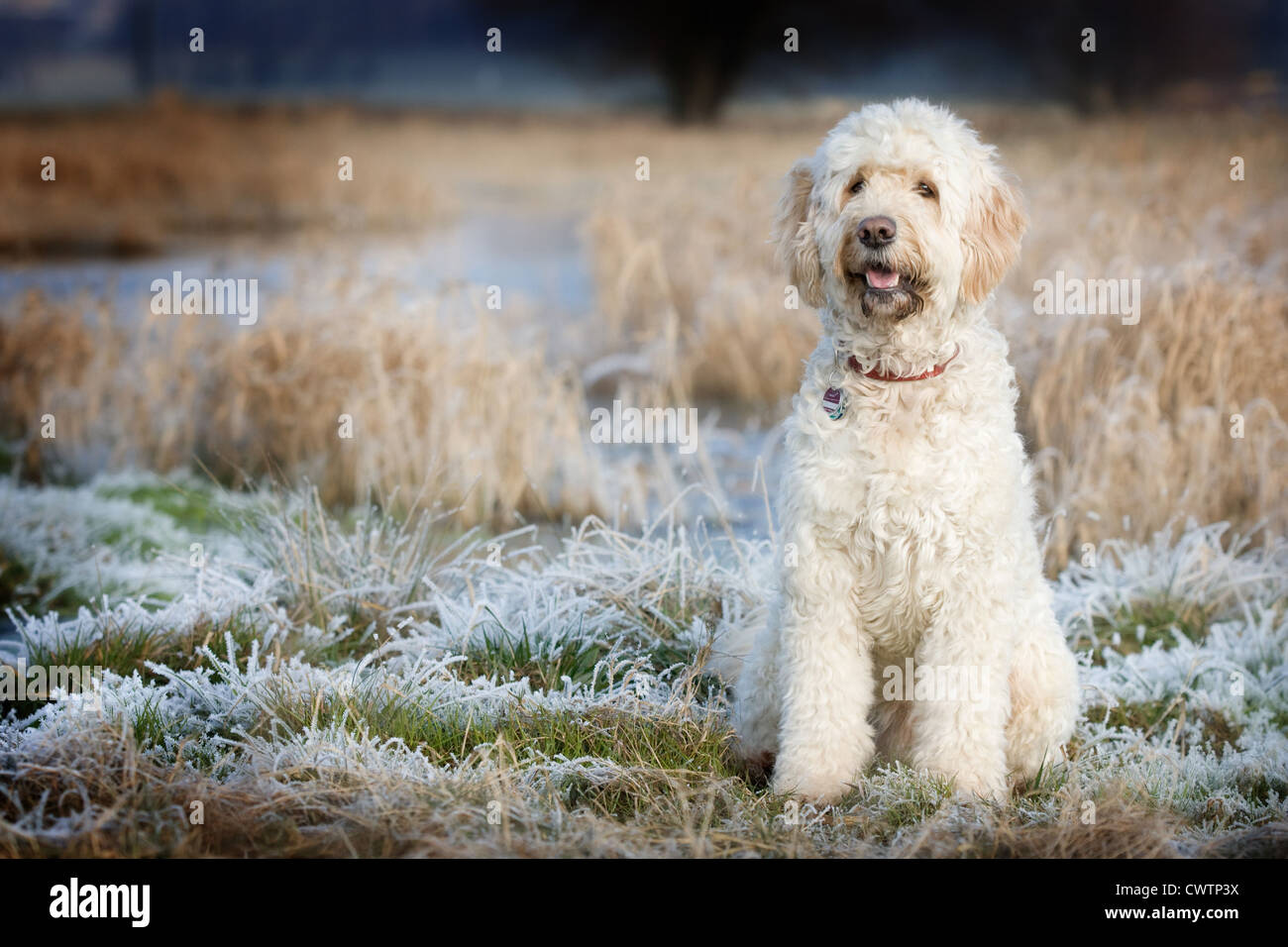Goldendoodle Snow High Resolution Stock Photography and Images - Alamy