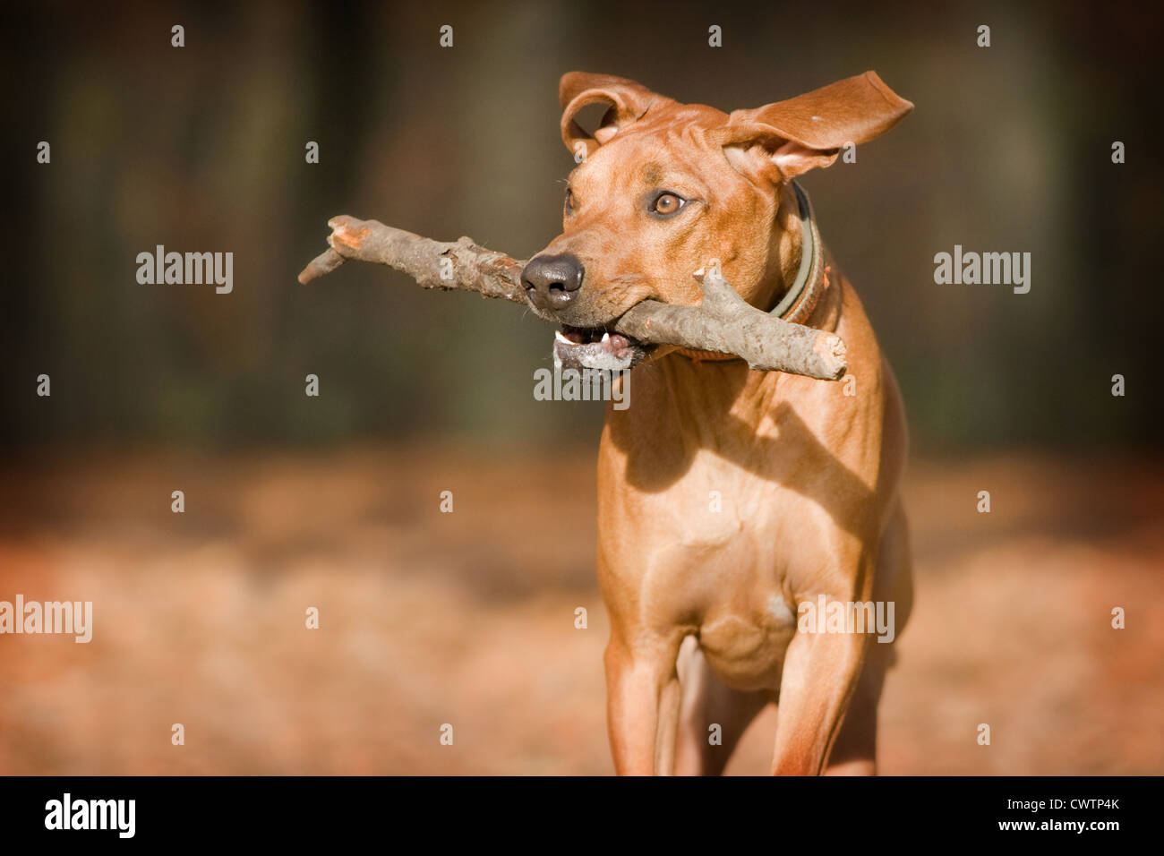 playing Rhodesian Ridgeback Stock Photo - Alamy