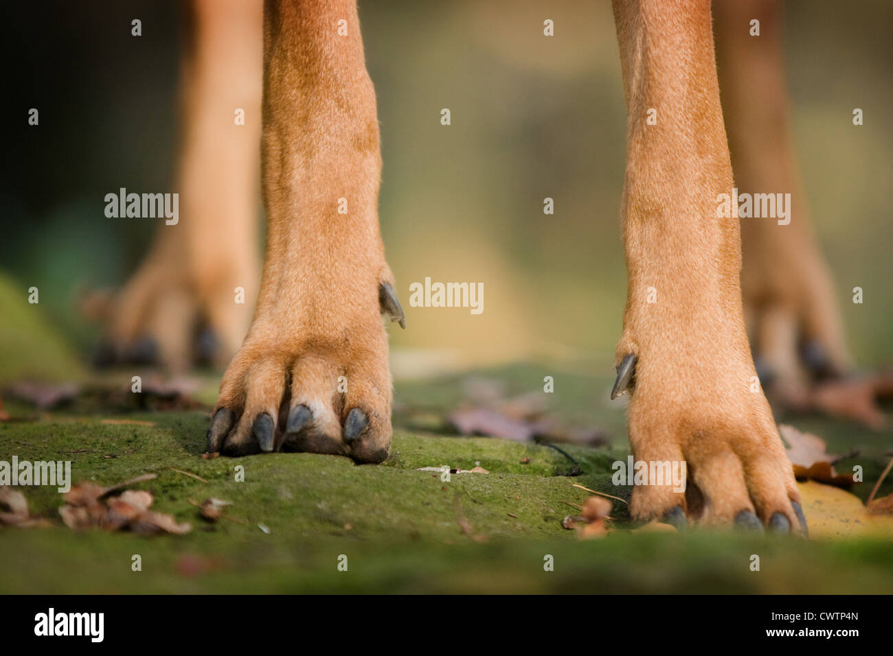 Rhodesian Ridgeback legs Stock Photo - Alamy