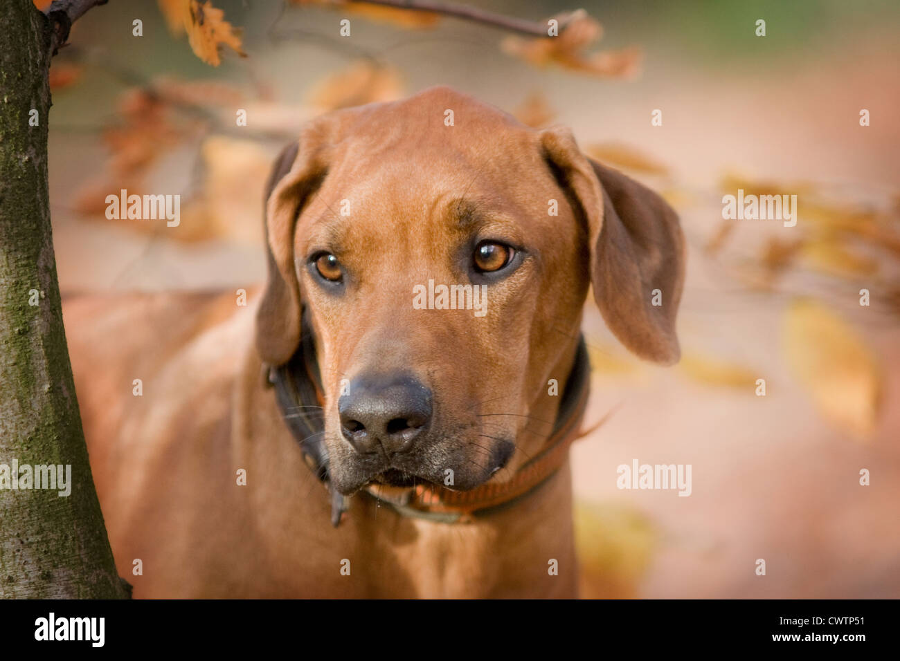 Rhodesian Ridgeback Portrait Stock Photo - Alamy