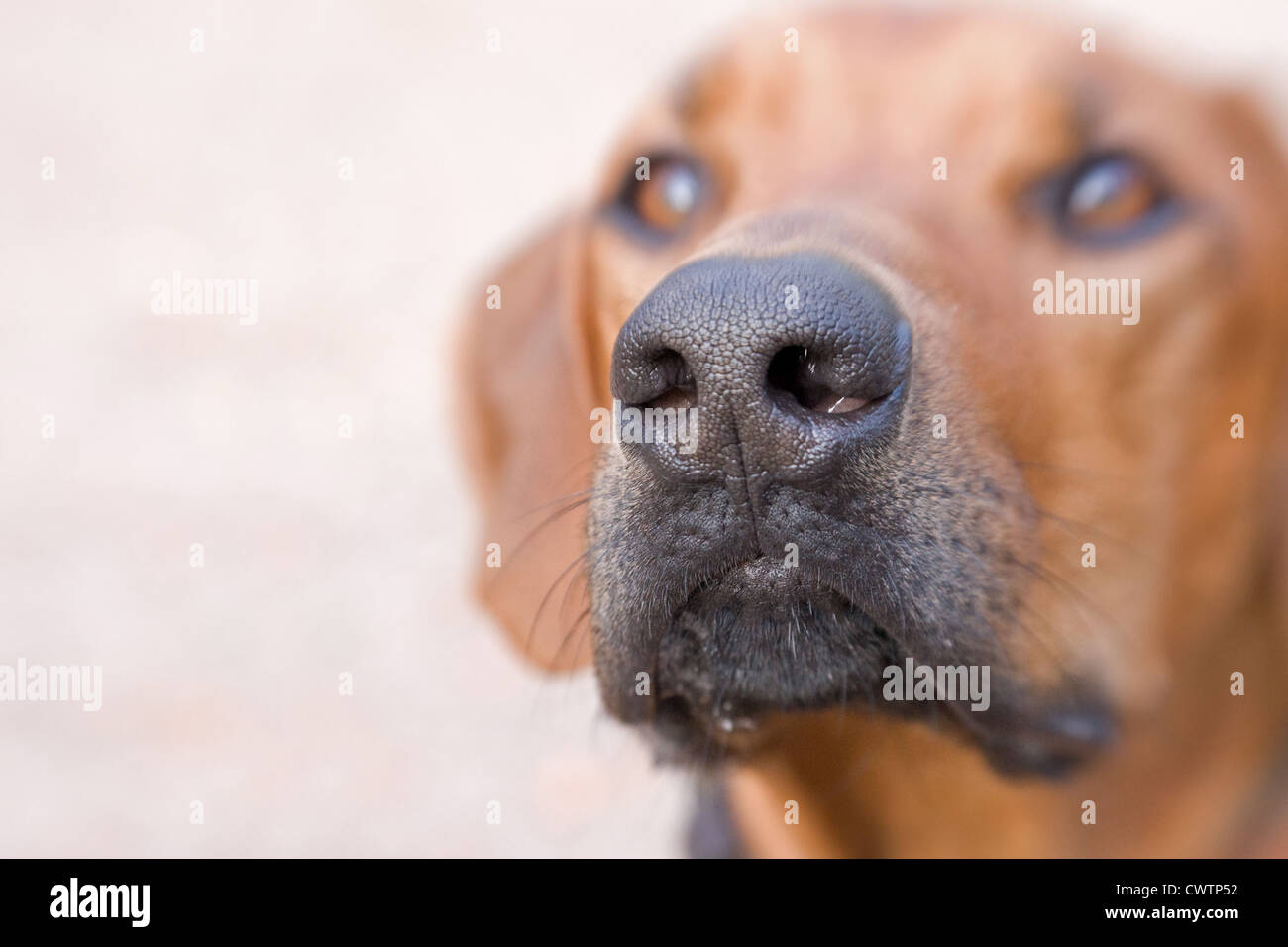 Rhodesian Ridgeback nose Stock Photo - Alamy