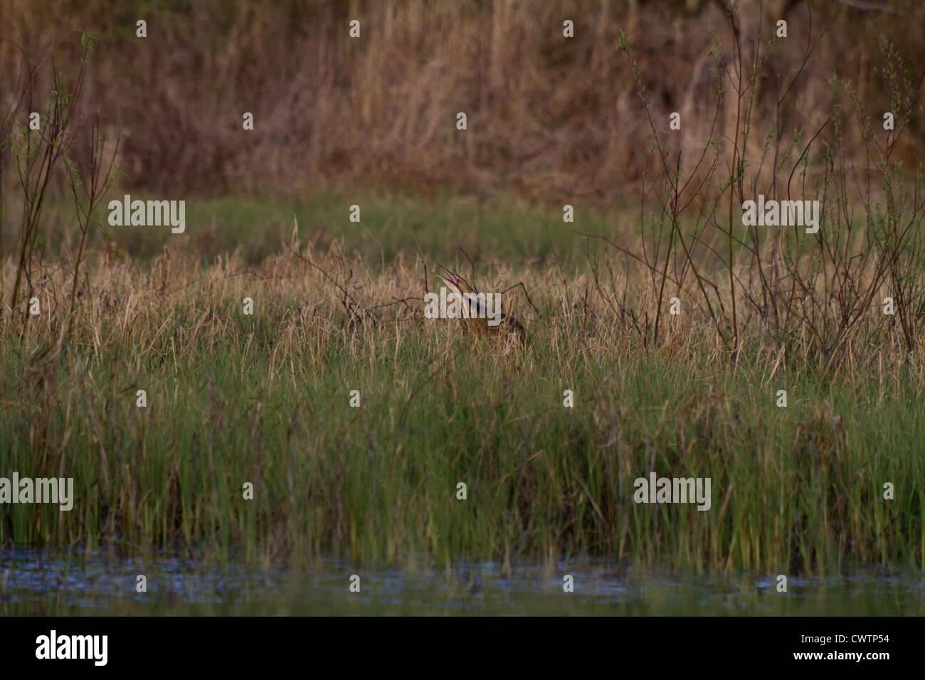 Bittern habitat hi-res stock photography and images - Alamy