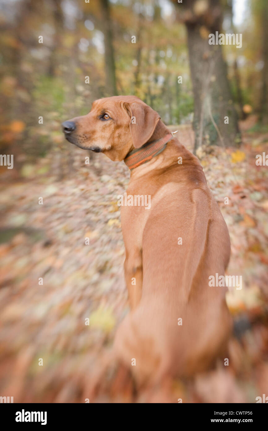 sitting Rhodesian Ridgeback Stock Photo - Alamy