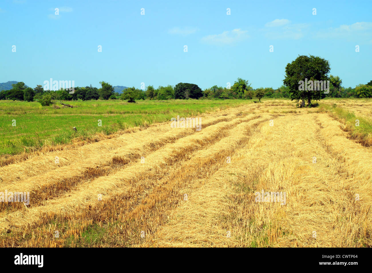 Straw bale rice field hi-res stock photography and images - Alamy