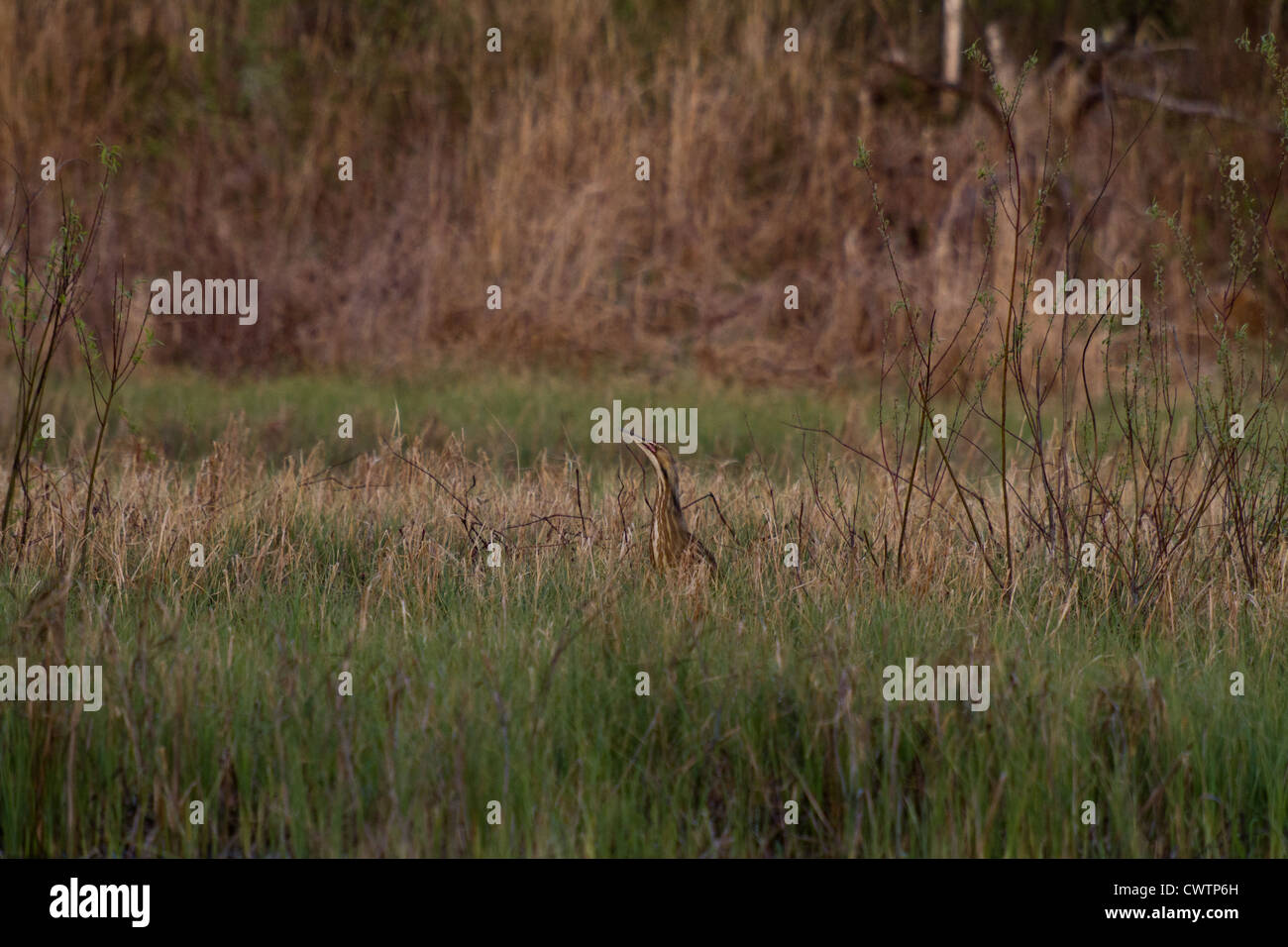 Bittern habitat hi-res stock photography and images - Alamy