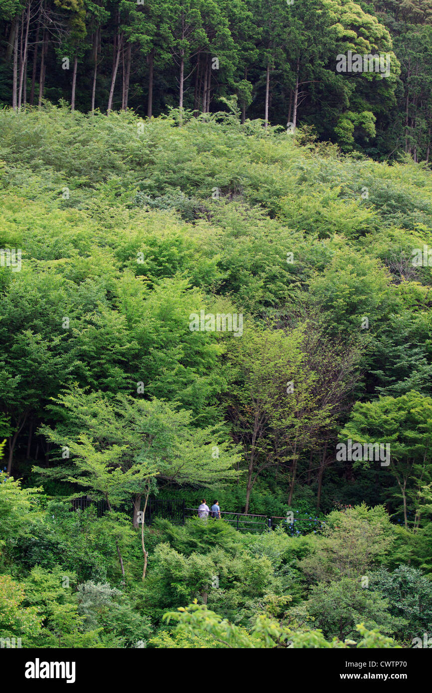 A young Japanese couple enjoy a walk through the thick woods in the ...