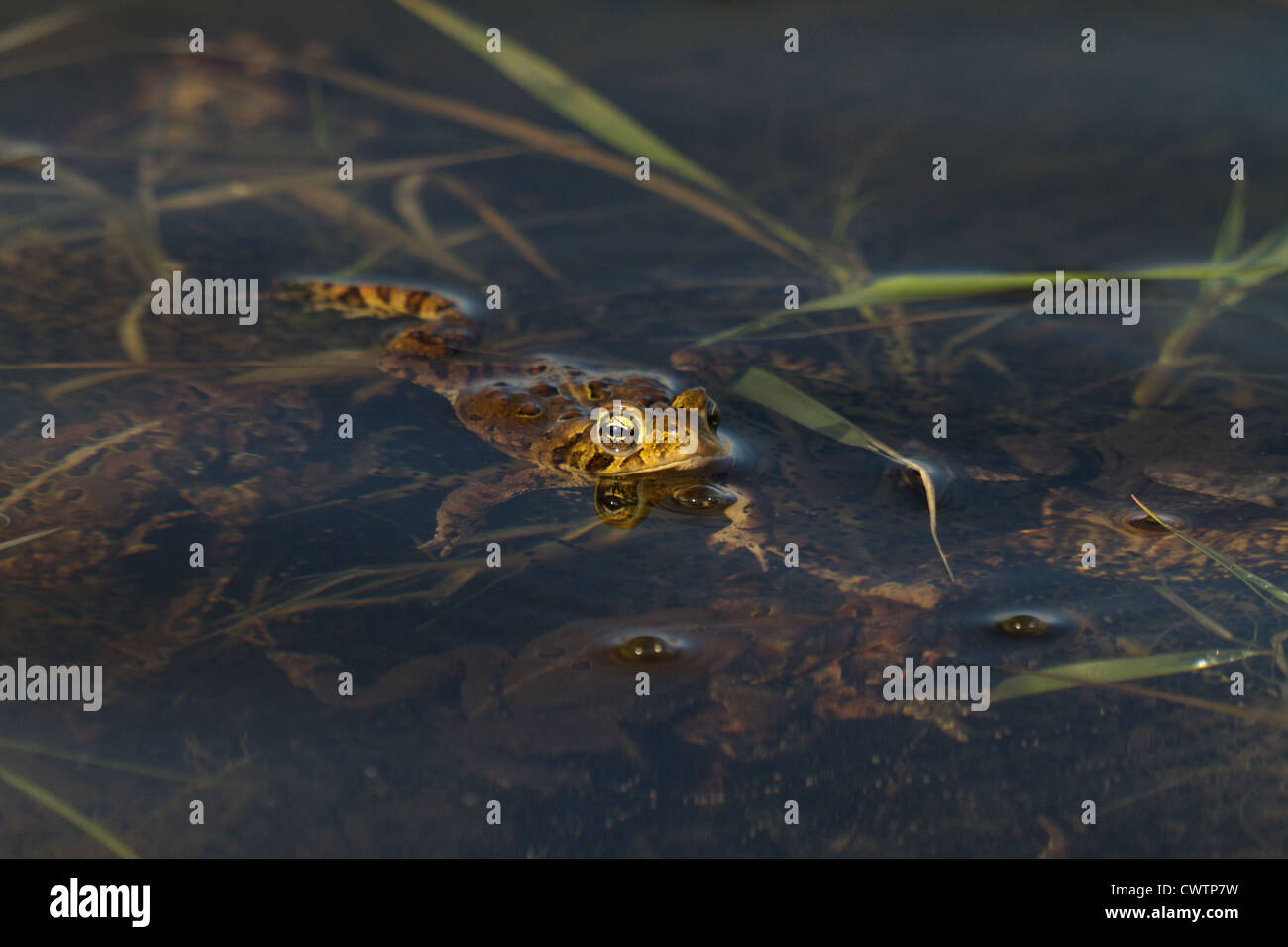 Male toads hi-res stock photography and images - Alamy