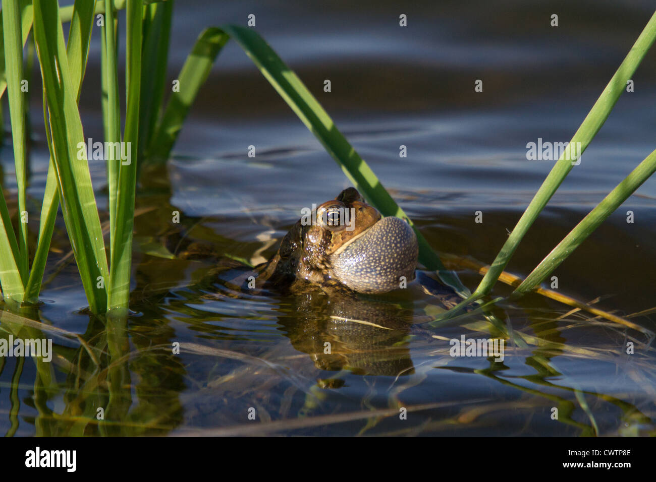 American toad calling bufo americanus hi-res stock photography and ...
