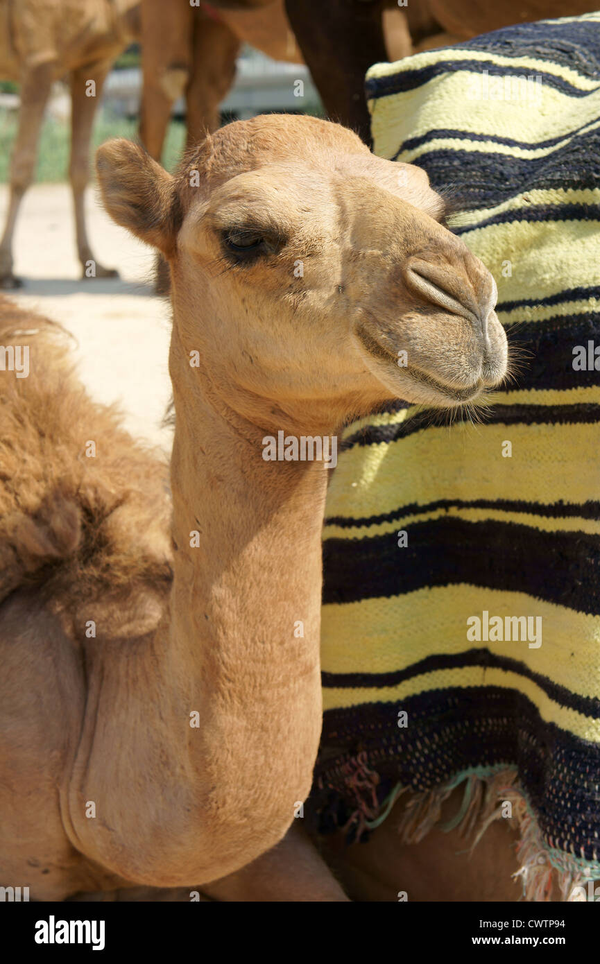 Turkey camel train hi-res stock photography and images - Alamy