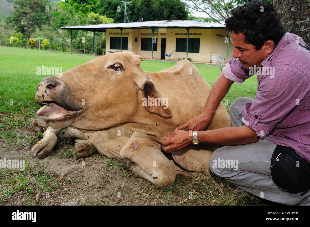 Attending sick cow in RIVERA . Department of Huila. COLOMBIA Stock ...
