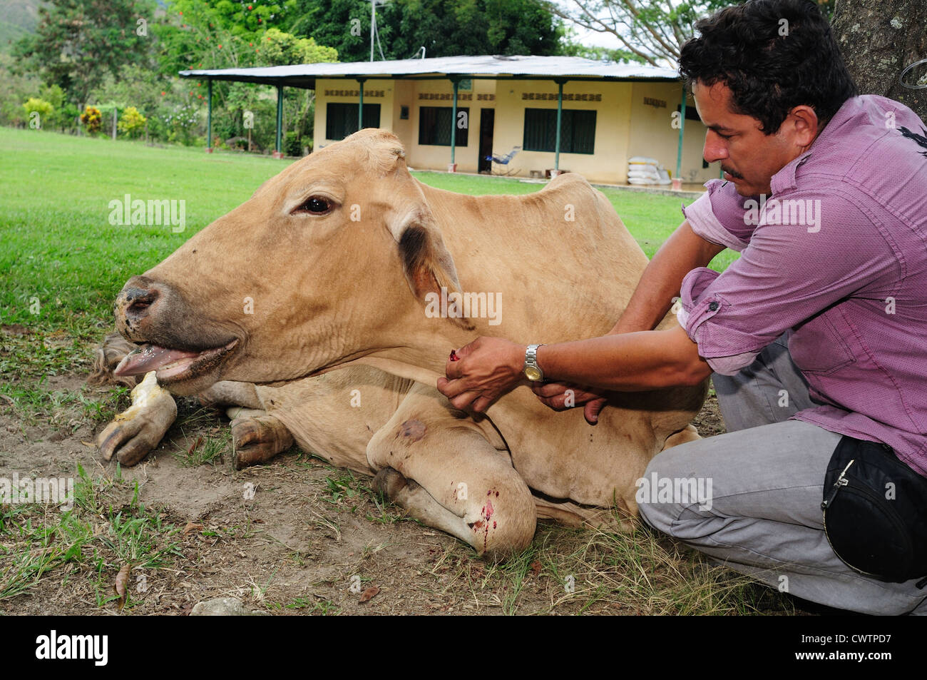 Sick cow hi-res stock photography and images - Alamy