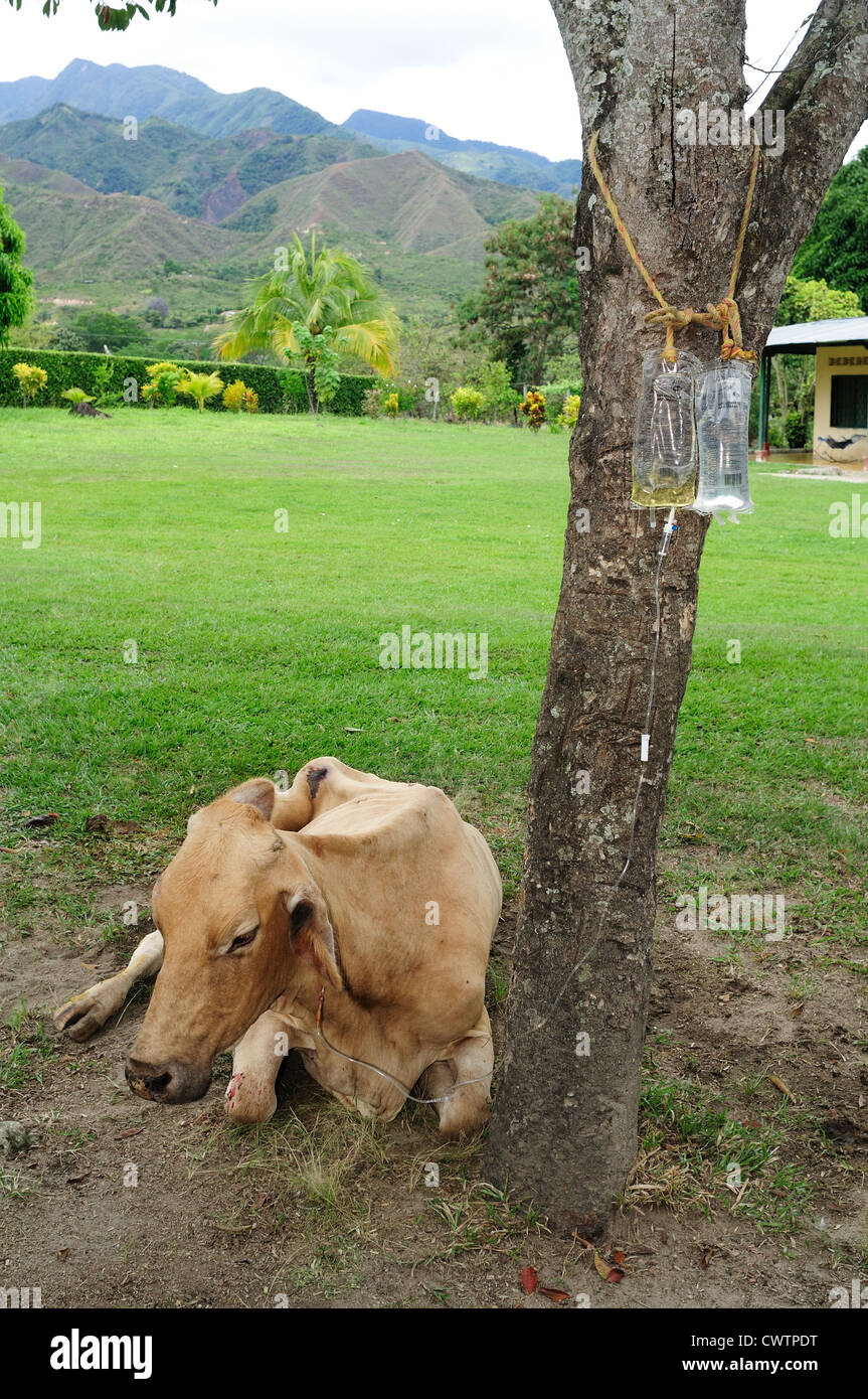 Attending sick cow in RIVERA . Department of Huila. COLOMBIA Stock ...