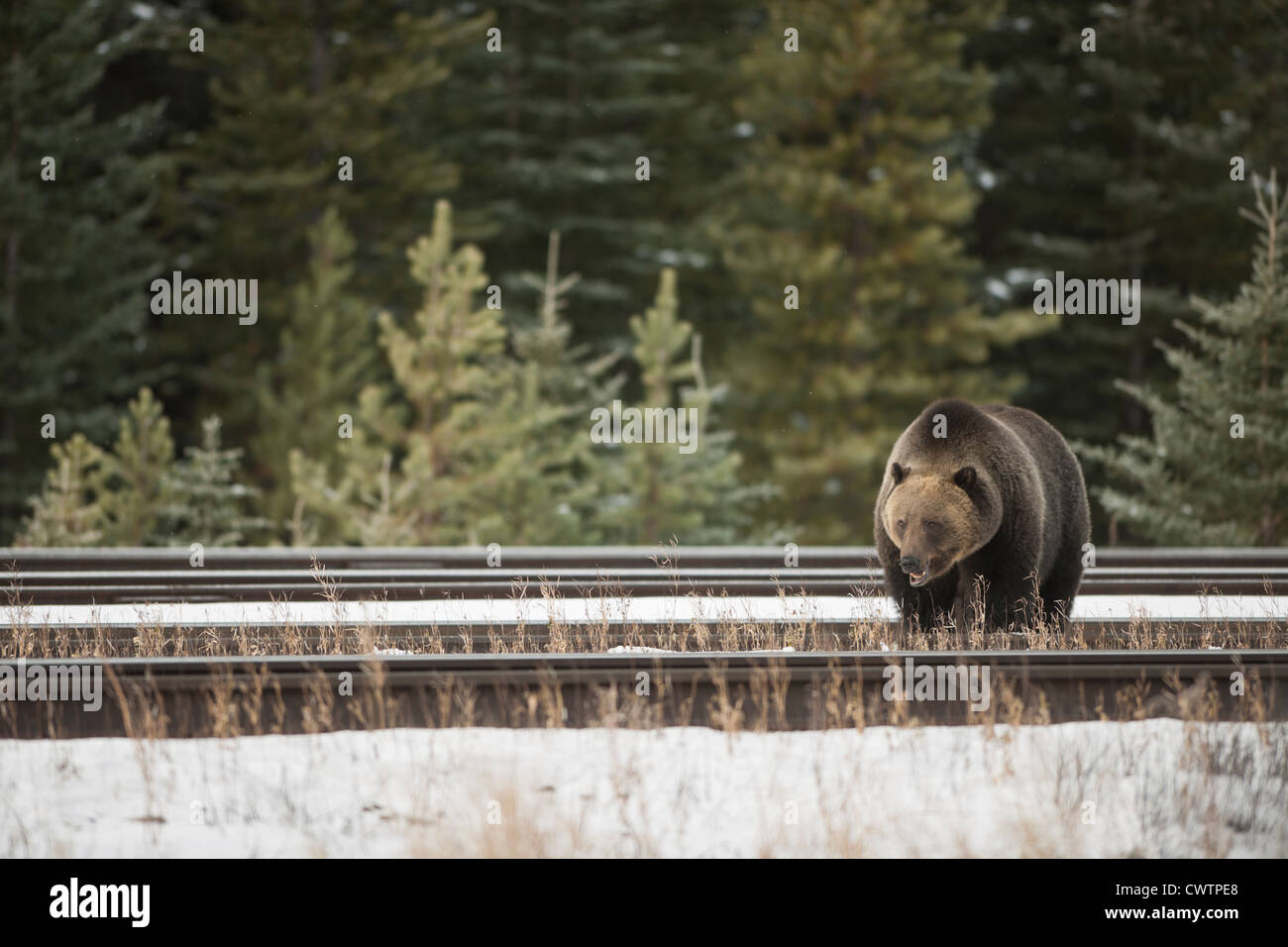 Grizzly (brown) bear eats grain on railway tracks in Banff National ...