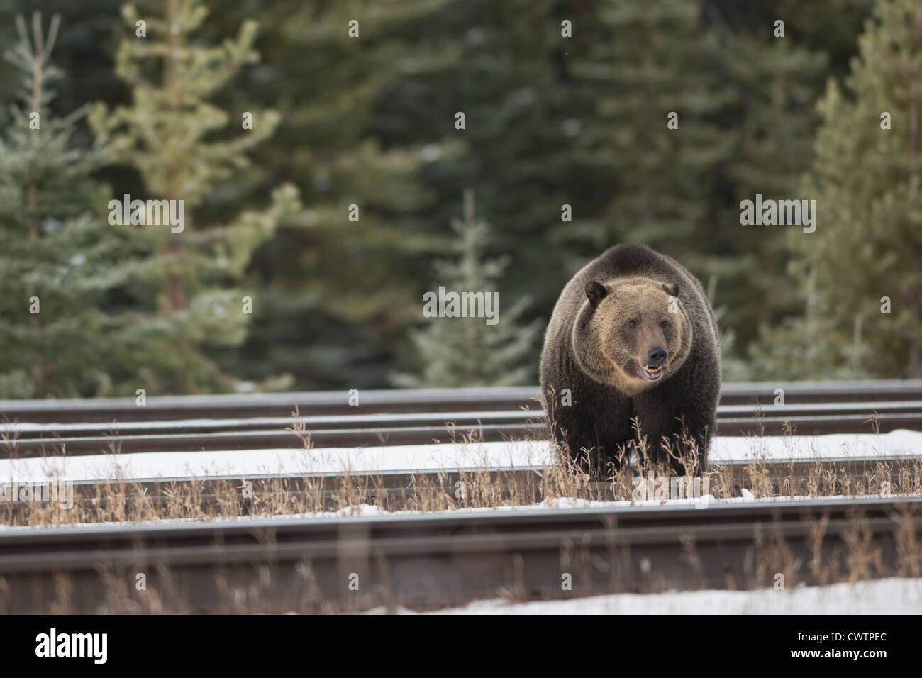 Grizzly (brown) bear eats grain on railway tracks in Banff National ...