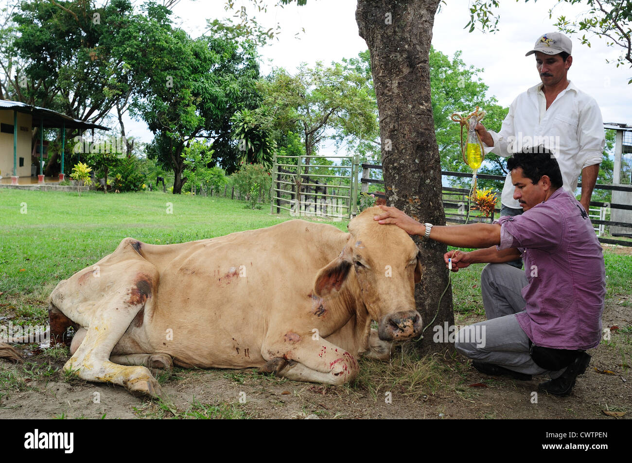 Attending sick cow in RIVERA . Department of Huila. COLOMBIA Stock ...