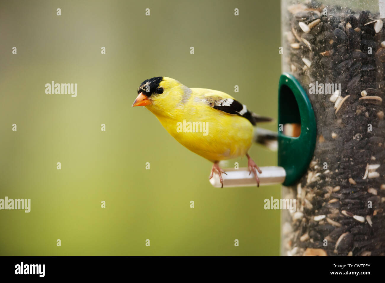 American goldfinch minnesota hi-res stock photography and images - Alamy