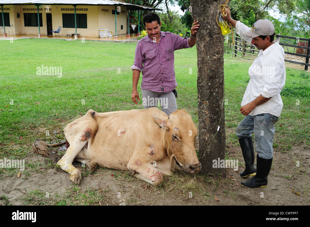 Attending sick cow in RIVERA . Department of Huila. COLOMBIA Stock ...