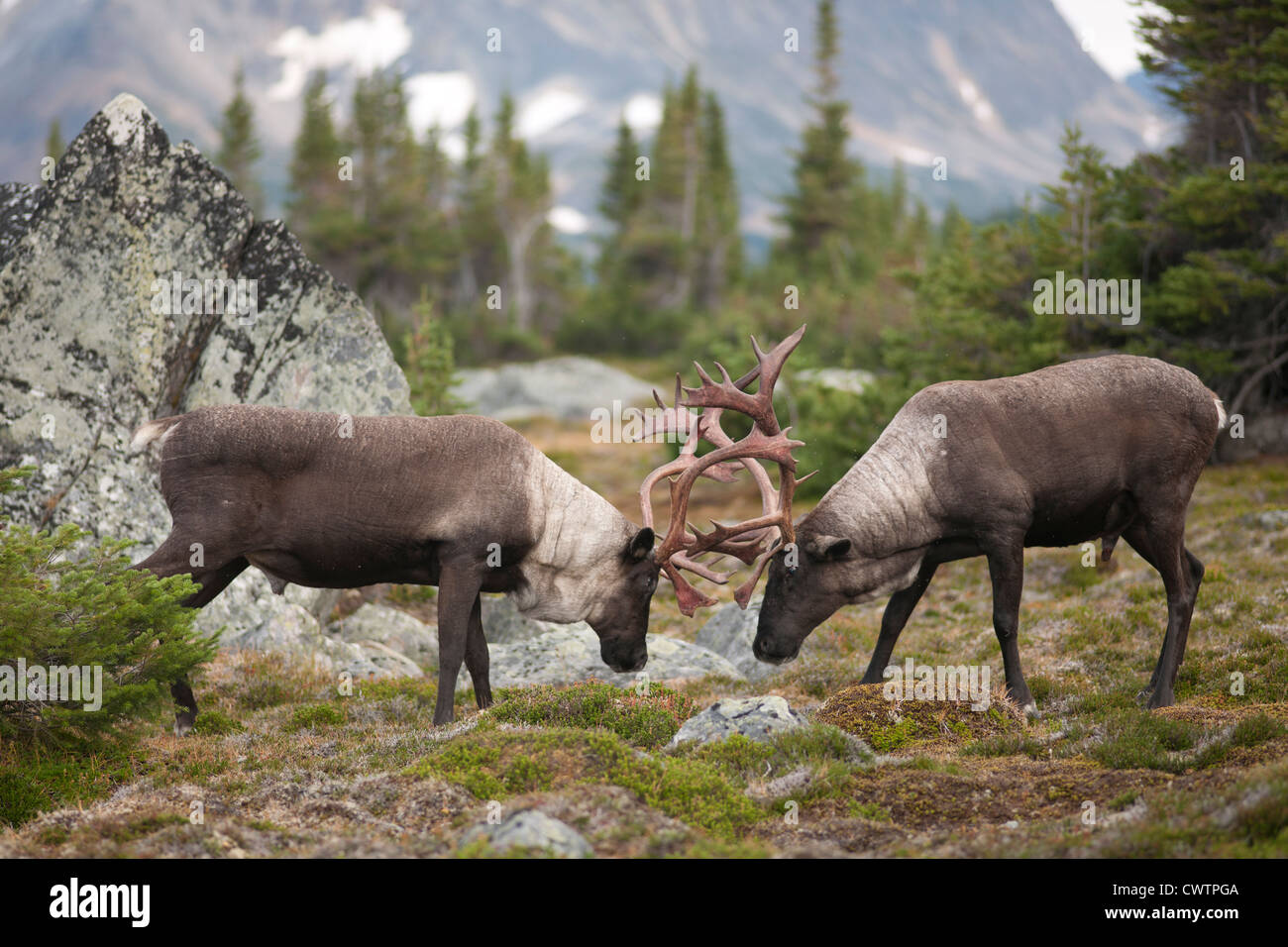 Two bull elk rutting Stock Photo - Alamy