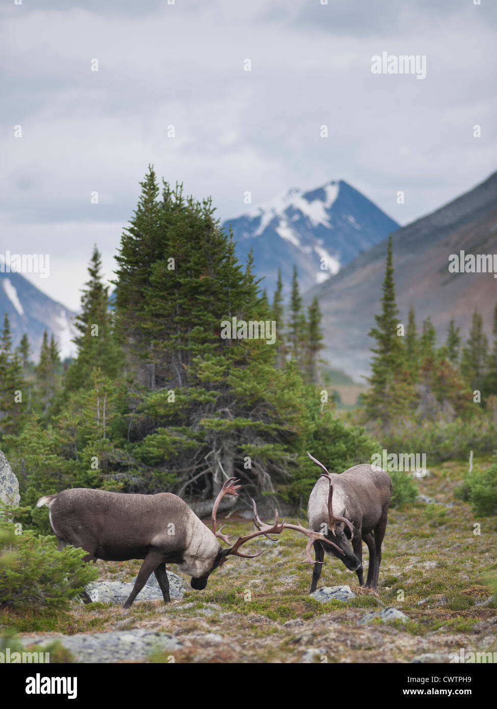 Two bull elk rutting Stock Photo - Alamy