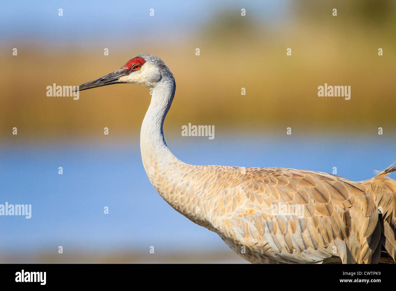 Feathers of sandhill crane hi-res stock photography and images - Alamy