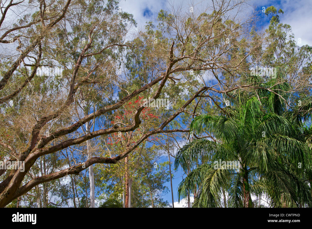 Symbol tree brazil yellow hi-res stock photography and images - Alamy