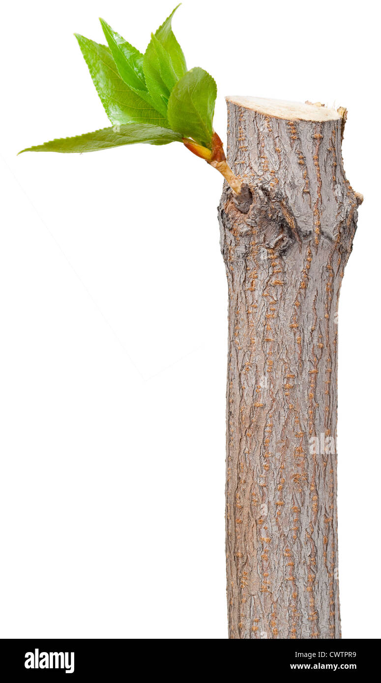 Background dead garden branch hi-res stock photography and images - Alamy