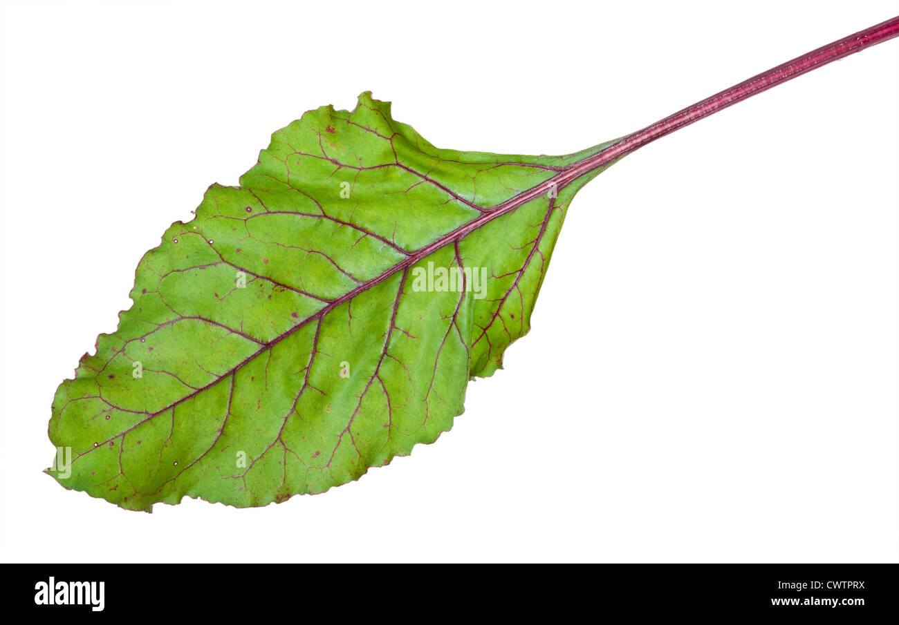 Sugar beet leaf hi-res stock photography and images - Alamy