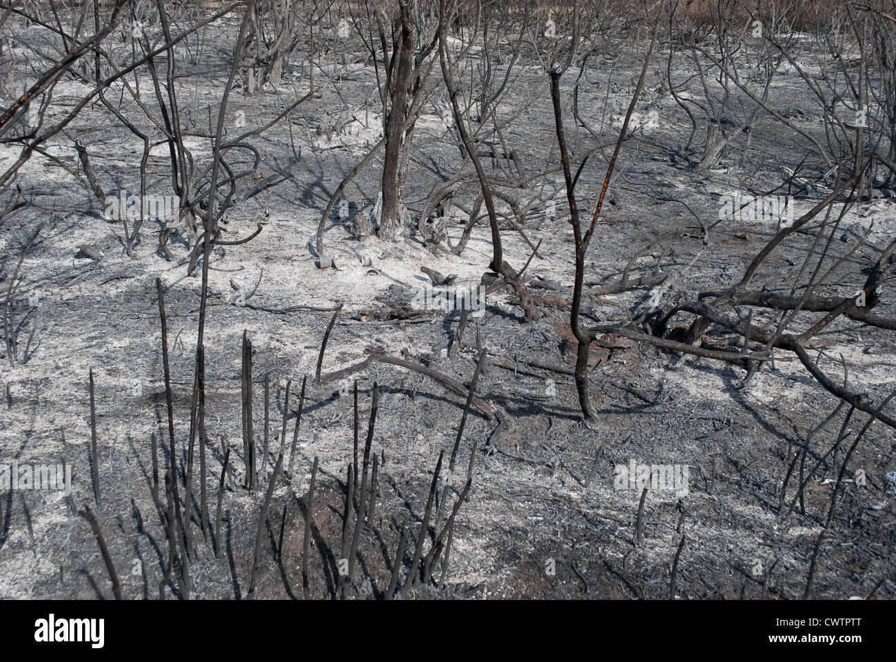 Burnt, charred trees after a forest fire Stock Photo - Alamy