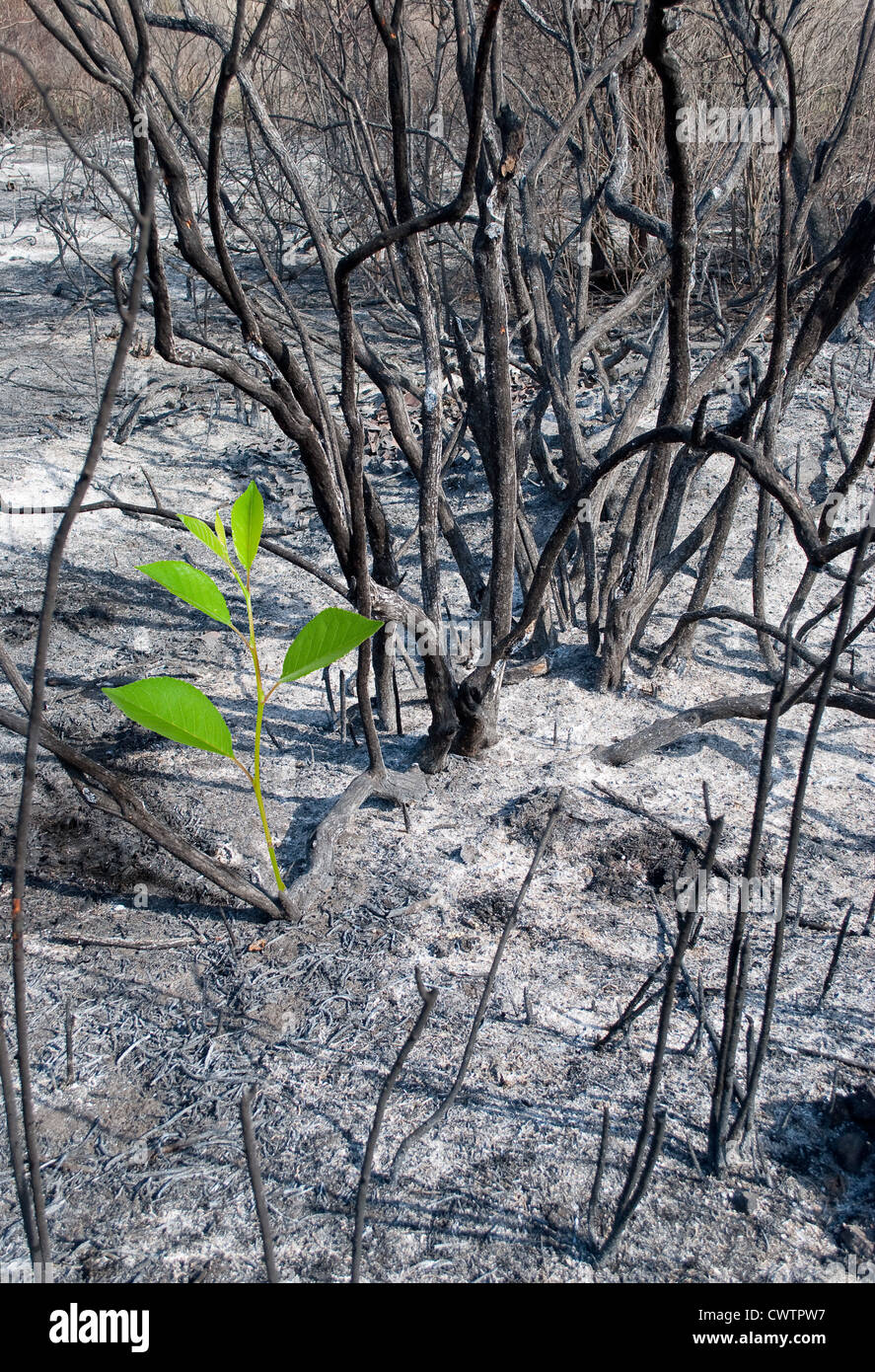 Burned-out forest and green sprout Stock Photo - Alamy