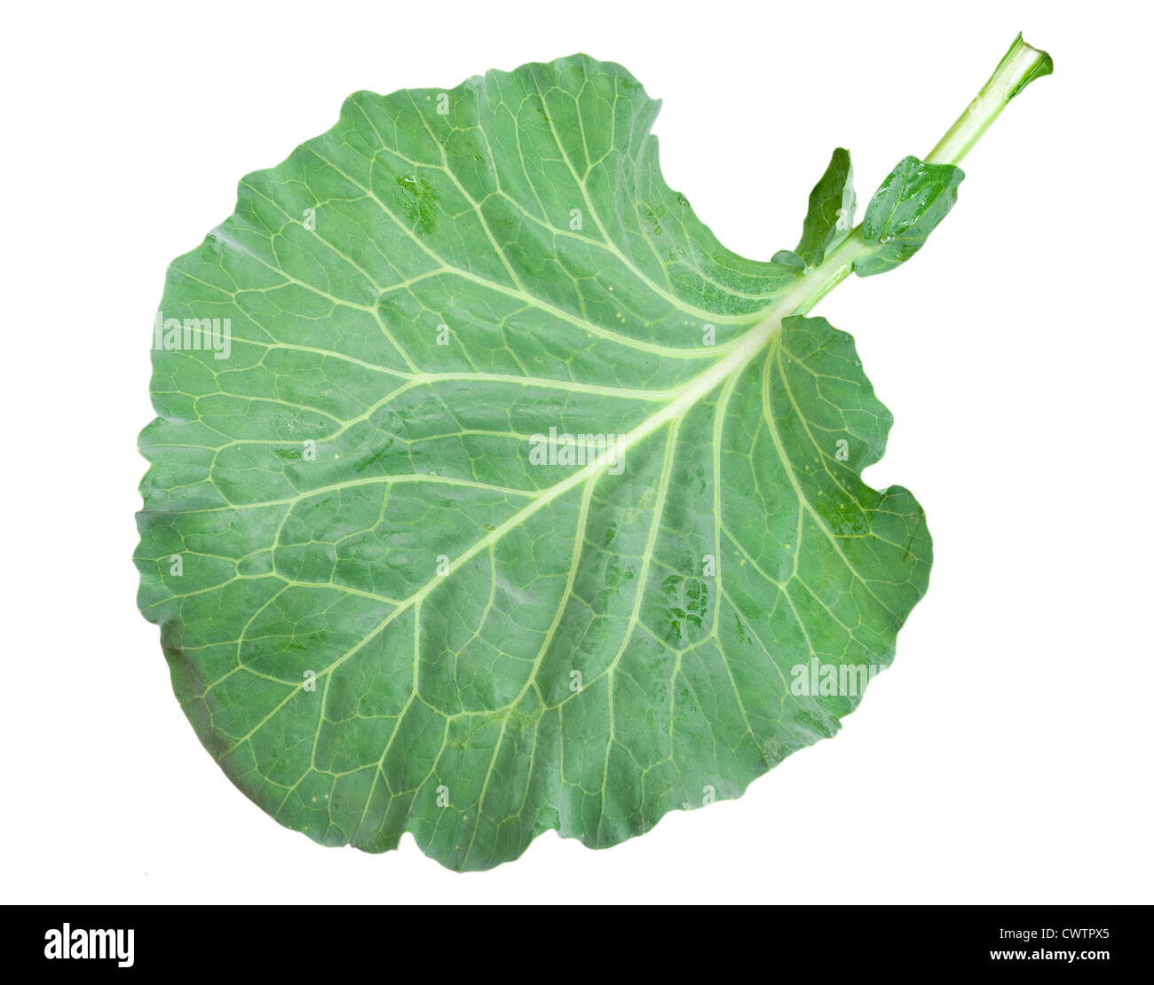 Cabbage leaf Cut Out Stock Images & Pictures - Alamy