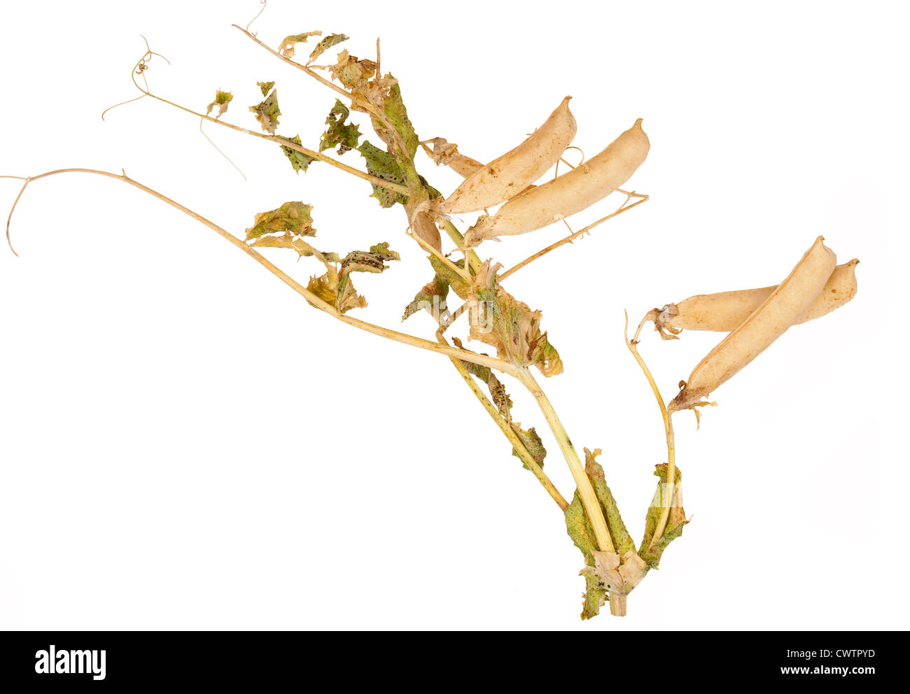 Dry peas branch Stock Photo - Alamy