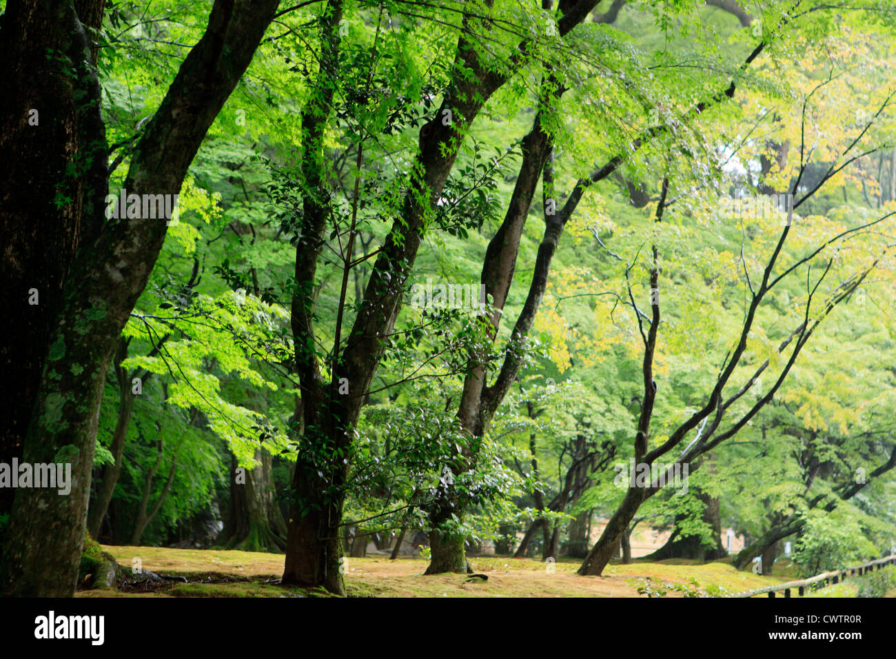 Bright green Japanese Maple leaves herald Spring at the Golden Temple ...