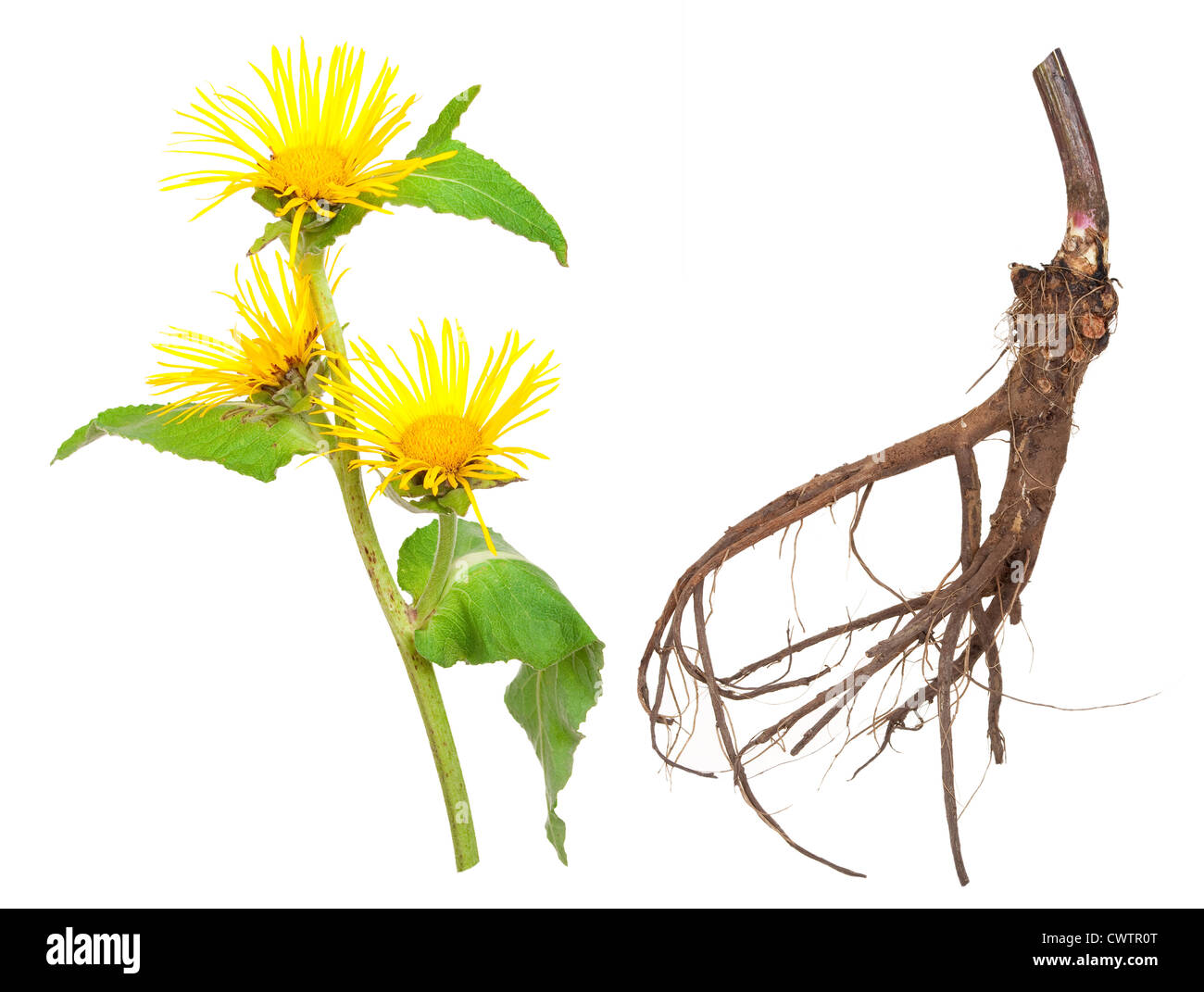Medicinal plant. Elecampane (Inula helenium Stock Photo - Alamy