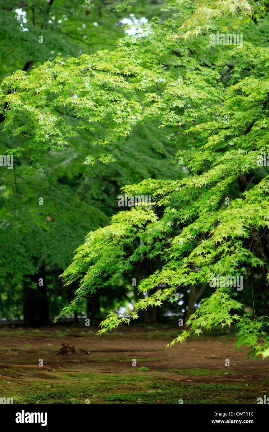 Bright green Japanese Maple leaves herald Spring at the Golden Temple ...