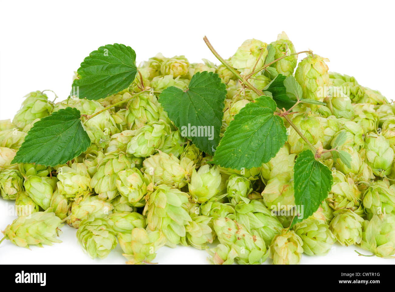 Hop with leaves Stock Photo - Alamy