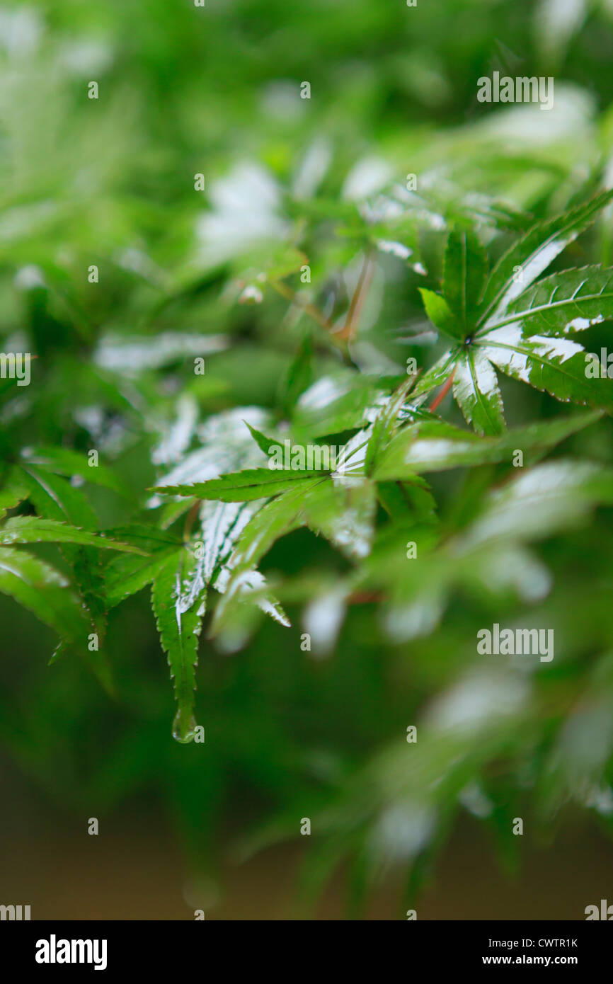 Bright green Japanese Maple leaves herald Spring at the Golden Temple ...