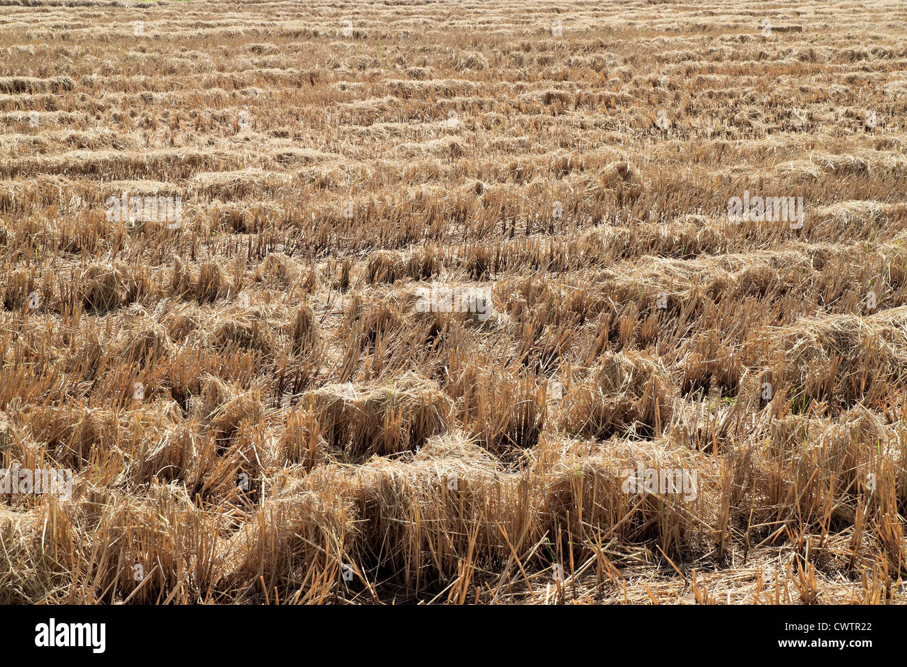 rice straw filed Stock Photo - Alamy