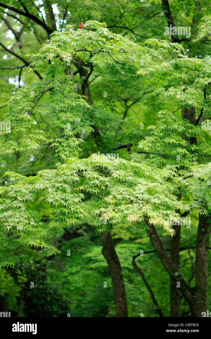 Bright green Japanese Maple leaves herald Spring at the Golden Temple ...