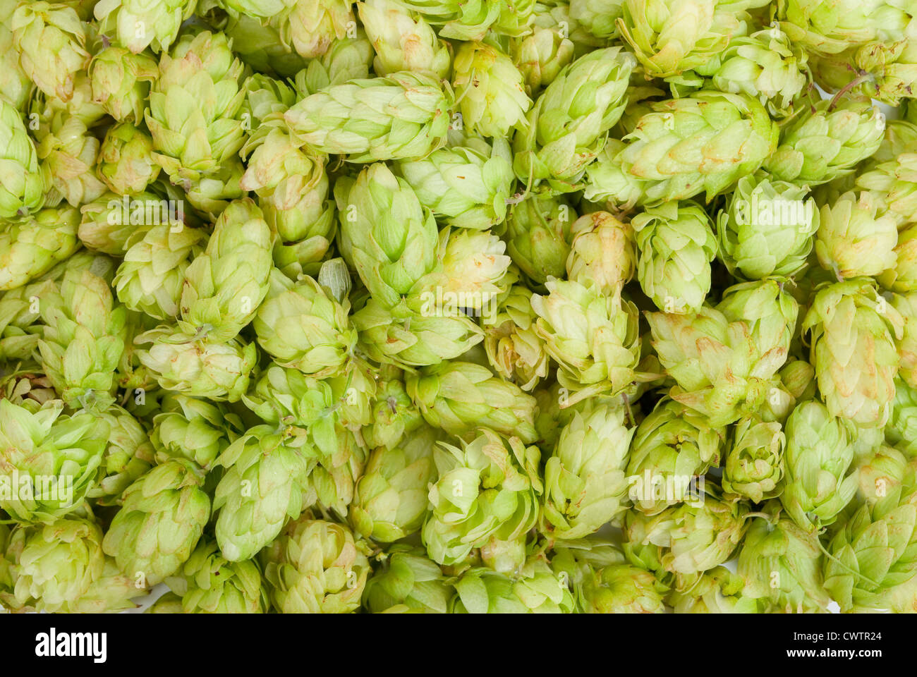 Hop stem hi-res stock photography and images - Alamy