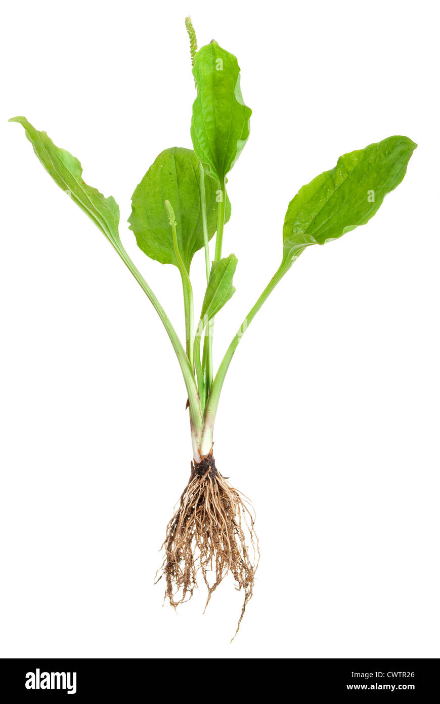 Medicinal plant. Plantain with root Stock Photo - Alamy