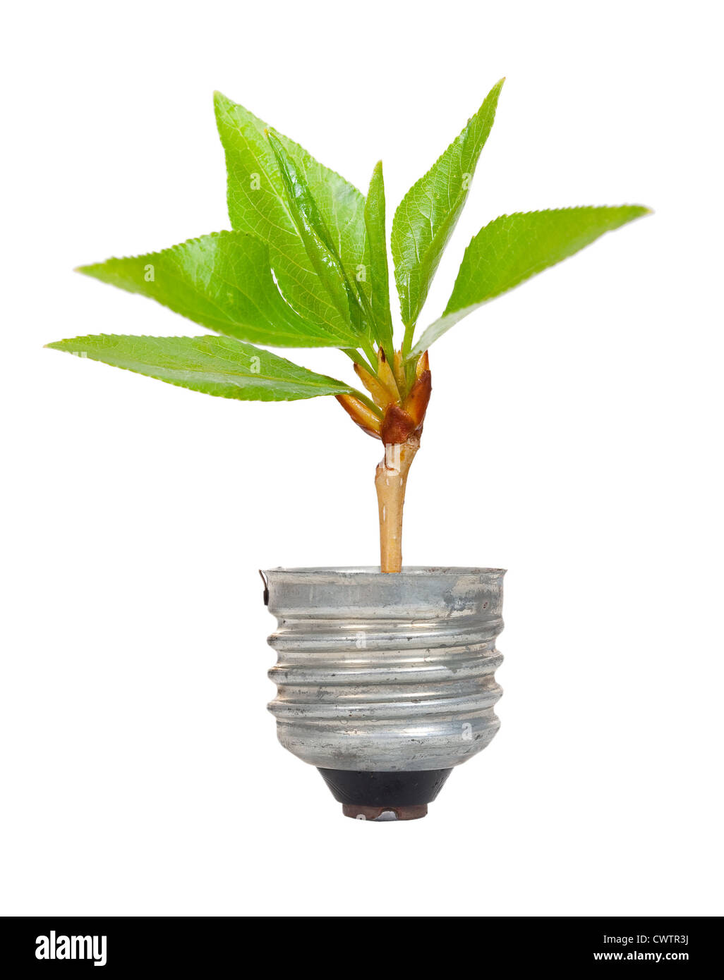 Light bulb tree inside hi-res stock photography and images - Alamy