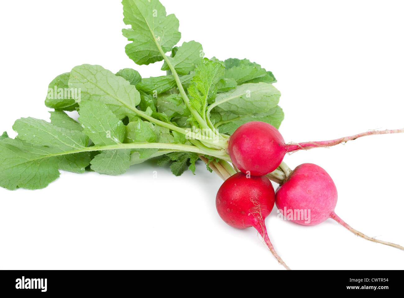 Bunch of fresh radish Stock Photo - Alamy