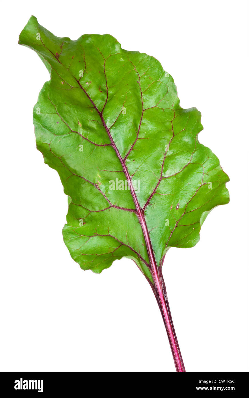Fresh beet root leaf on white background Stock Photo - Alamy