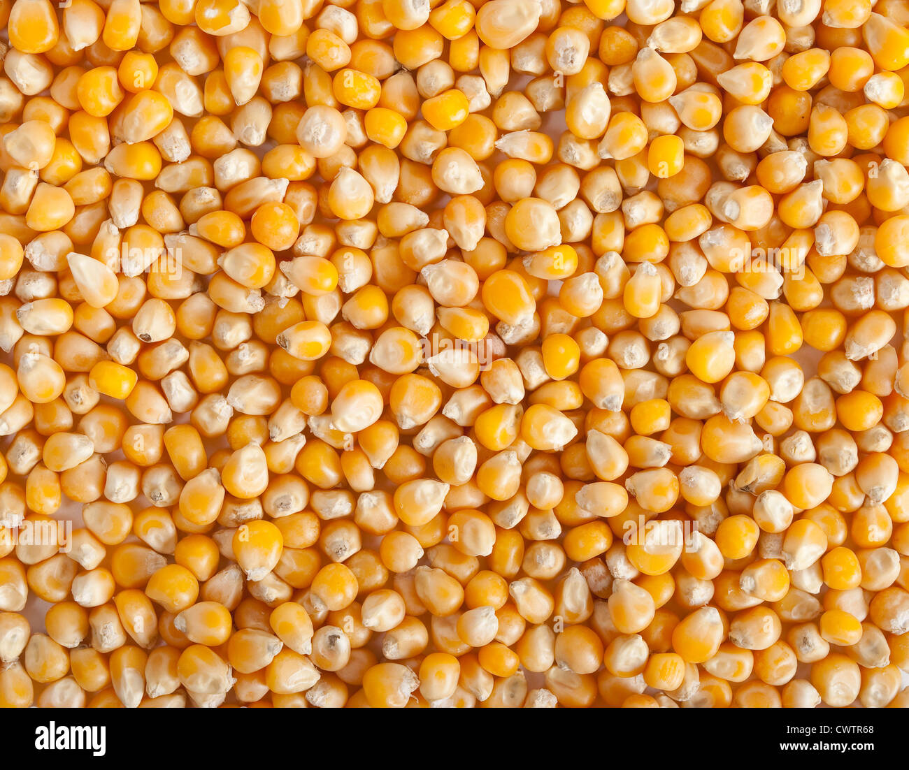 Corn plan hi-res stock photography and images - Alamy