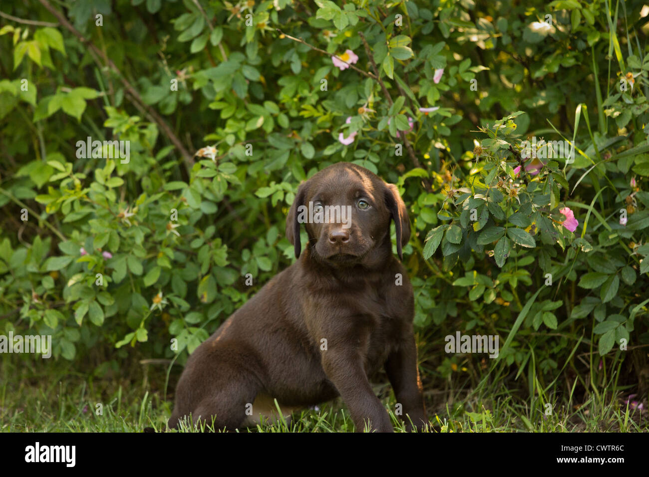 Chocolate Labrador puppy Stock Photo - Alamy