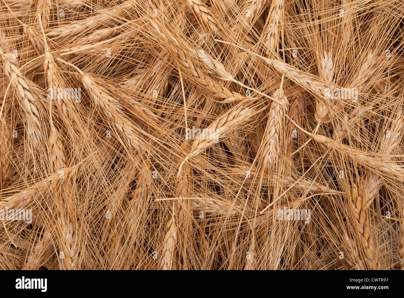 Texture of wheat ears Stock Photo - Alamy