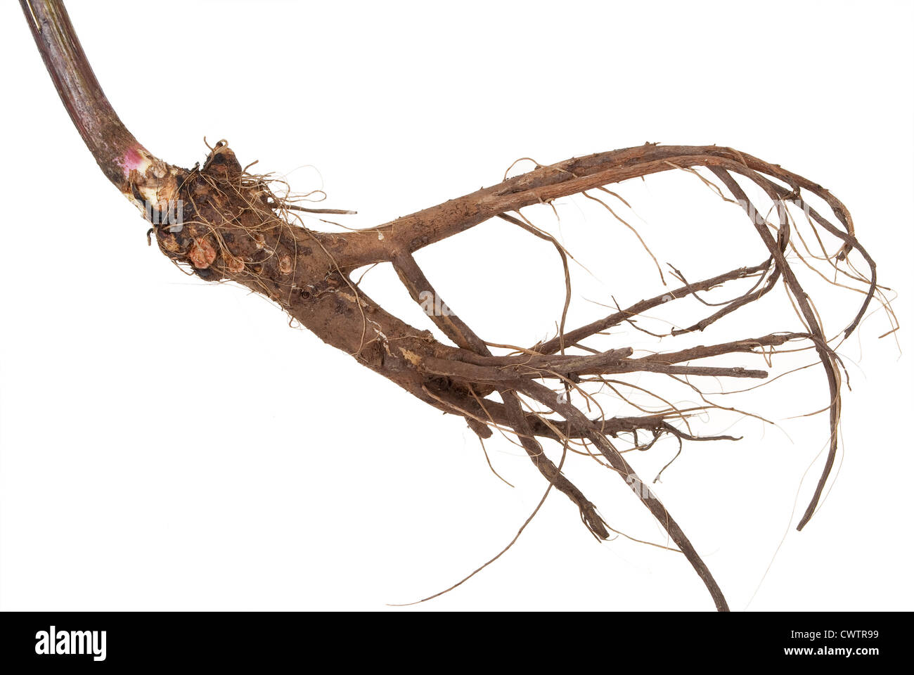 Medicinal plant. The root of elecampane Stock Photo - Alamy