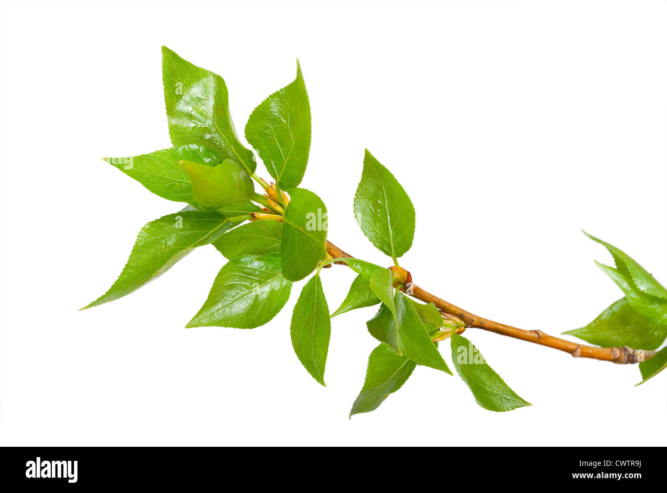 Young poplar hi-res stock photography and images - Alamy