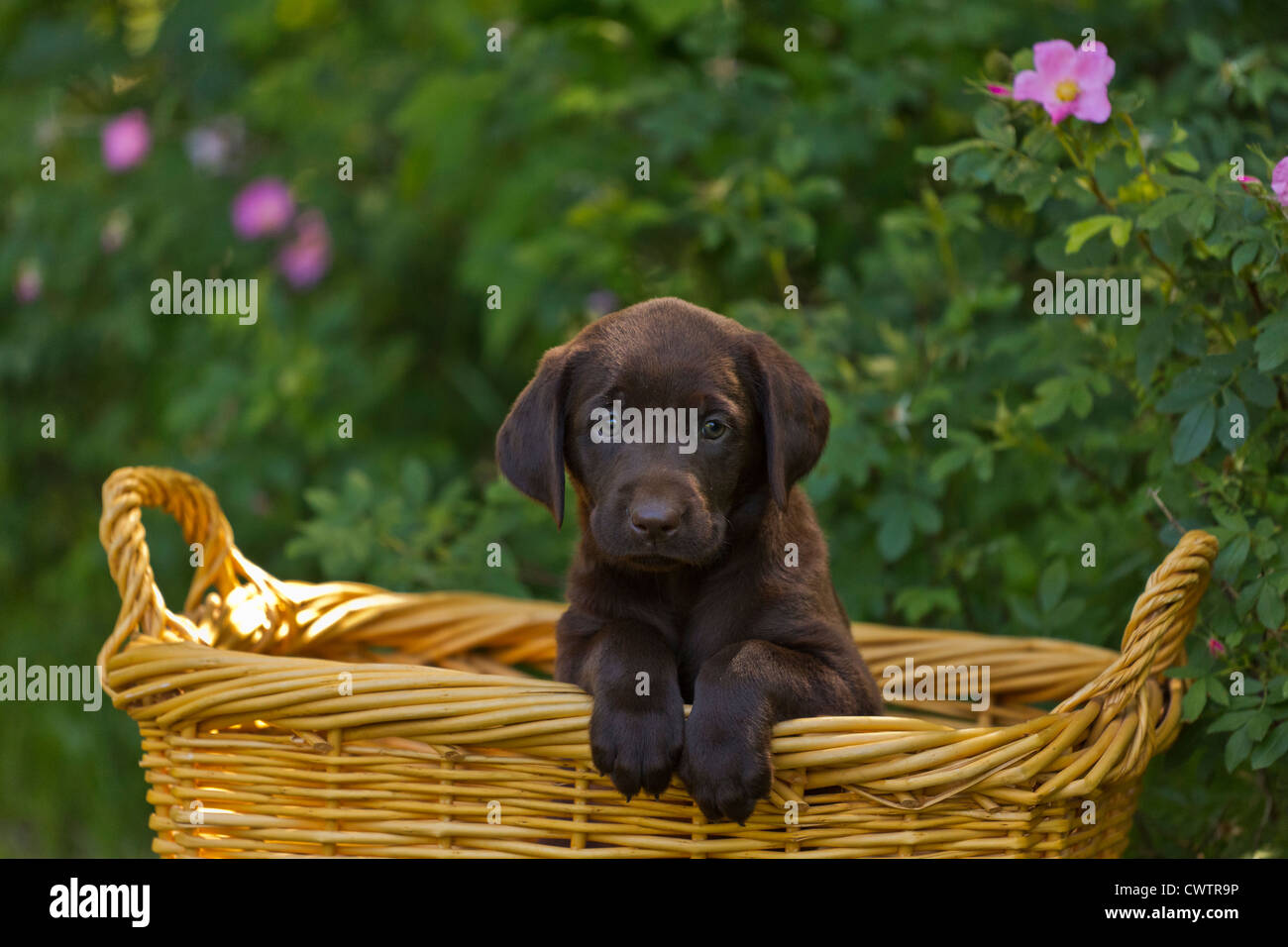 Chocolate Labrador retriever Stock Photo - Alamy